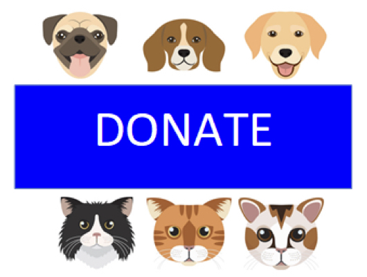 Adopt a Cat or Kitten – RSPCA South London – For Every Kind Of Creature