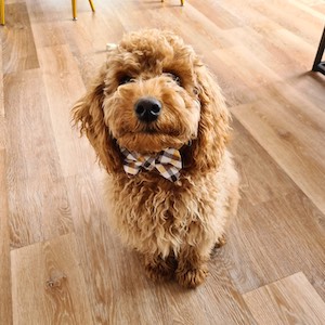 March 2022 Pet of the Month – Clive the Cockapoo – RSPCA South London ...
