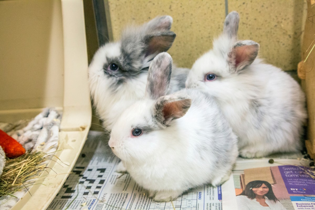 Breeding Like Rabbits – RSPCA South London – For Every Kind Of Creature