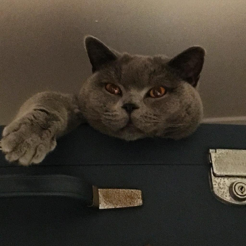 April Pet of the Month – Winston the Cat – RSPCA South London – For ...