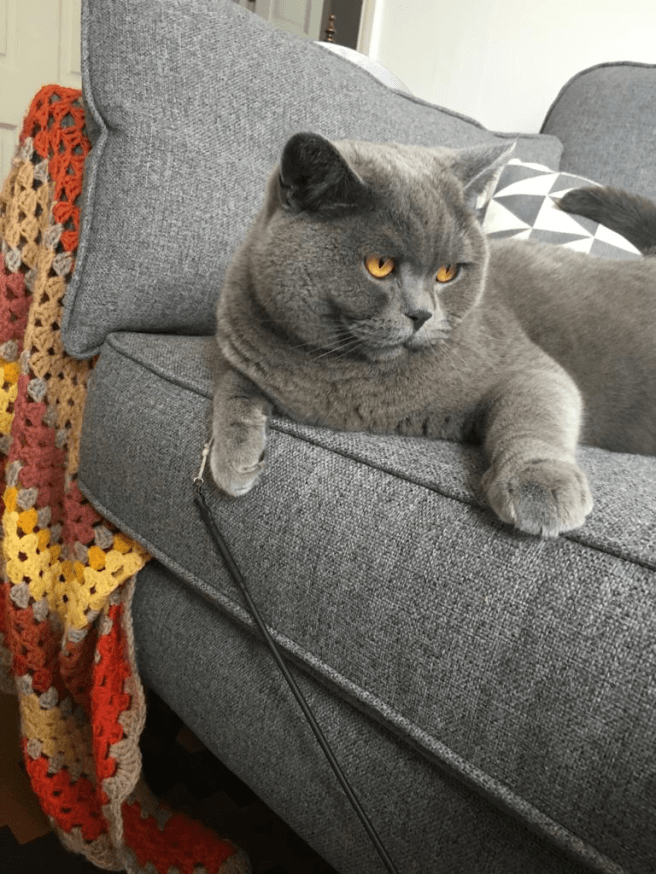 April Pet of the Month – Winston the Cat – RSPCA South London – For ...