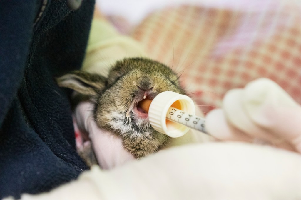 Win A Family & Friends Visit To Leybourne Animal Centre – RSPCA South ...