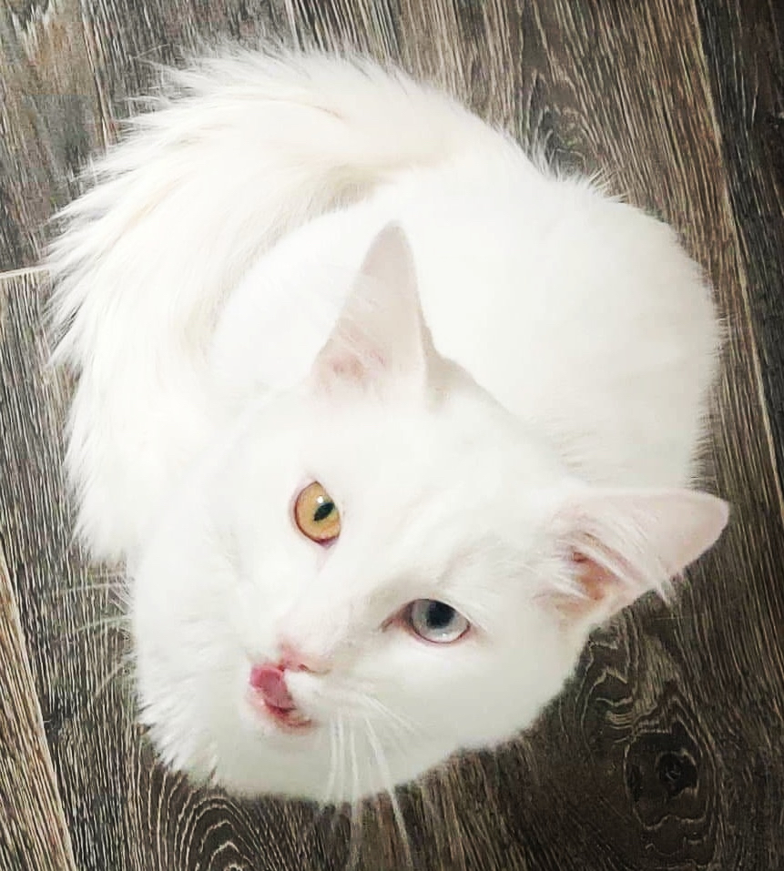 Adoption Story – Moby the Cat – RSPCA South London – For Every Kind Of ...