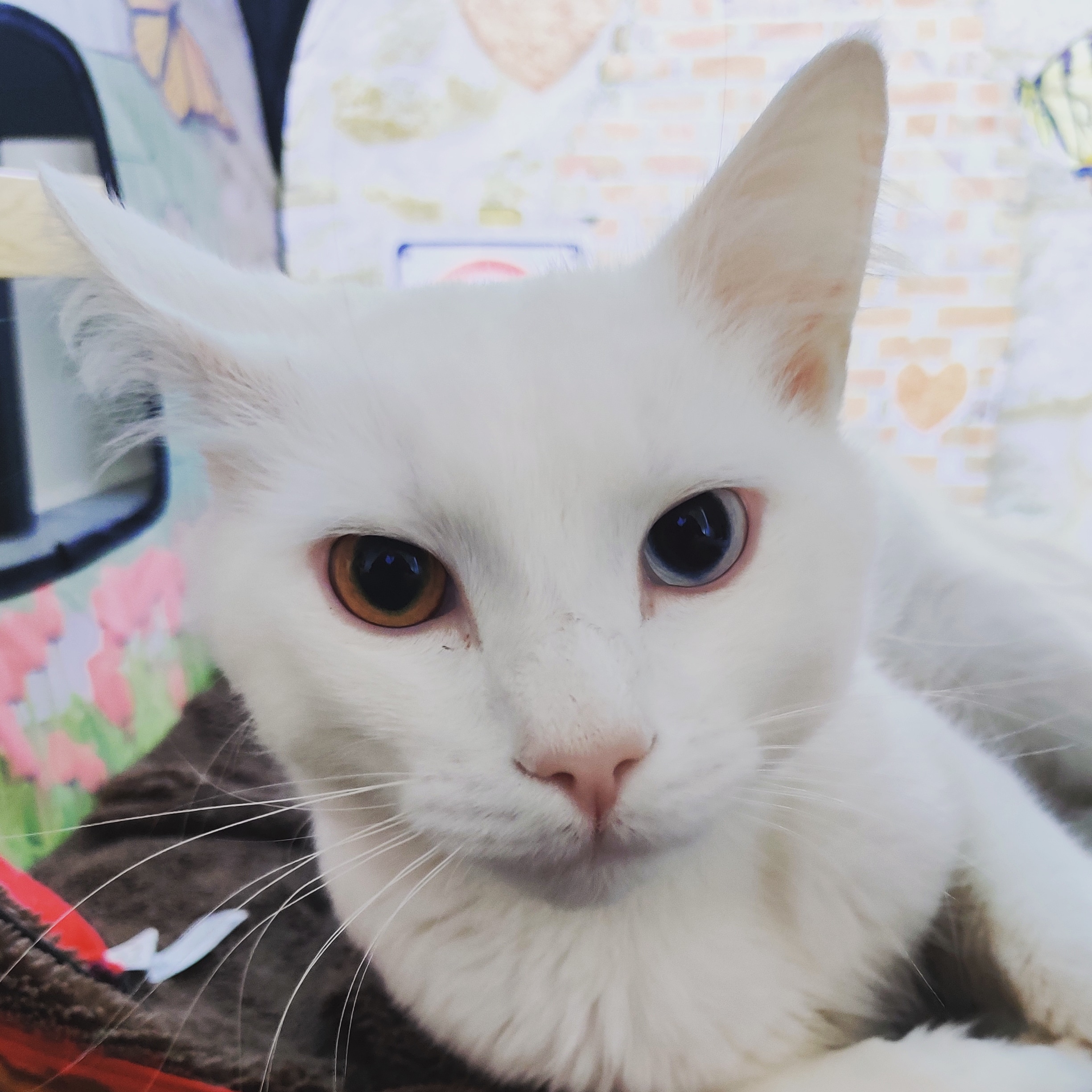 Adoption Story – Moby the Cat – RSPCA South London – For Every Kind Of ...