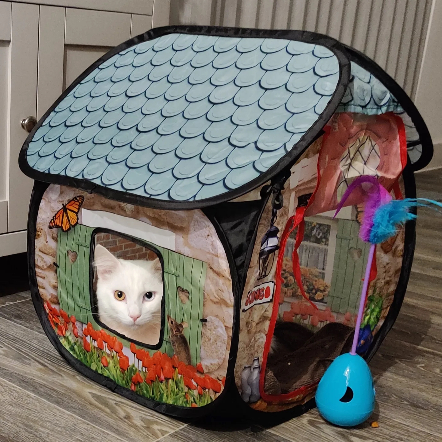 Adoption Story – Moby the Cat – RSPCA South London – For Every Kind Of ...