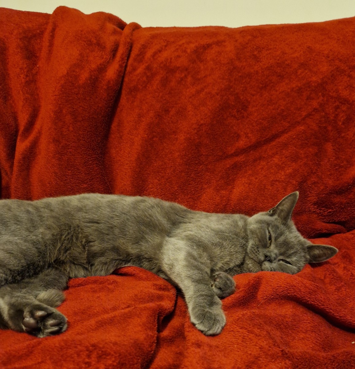 Adoption Story – Nadia the Cat – RSPCA South London – For Every Kind Of ...