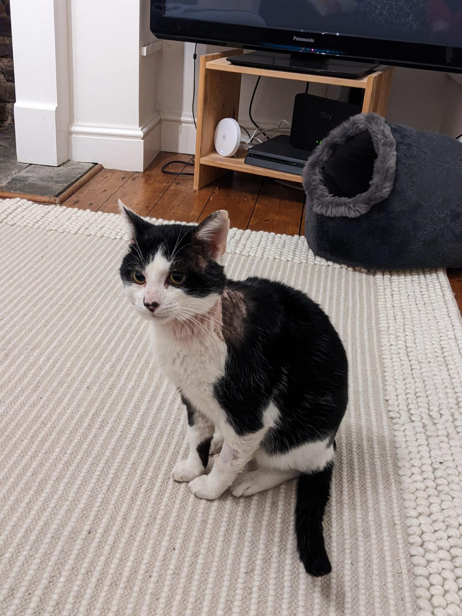 An Adoption Story – Boris the Cat – RSPCA South London – For Every Kind ...