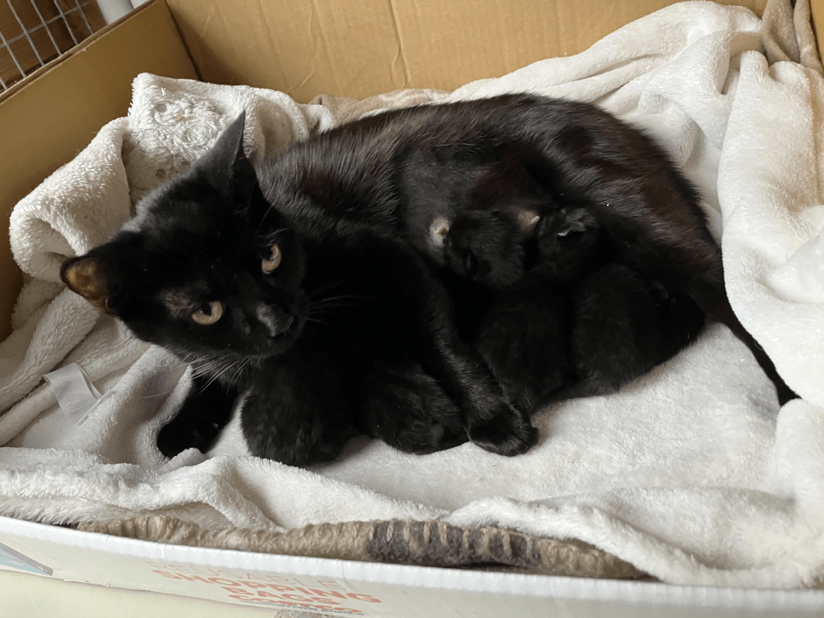 Our Kitten Fundraising Campaign – RSPCA South London – For Every Kind ...
