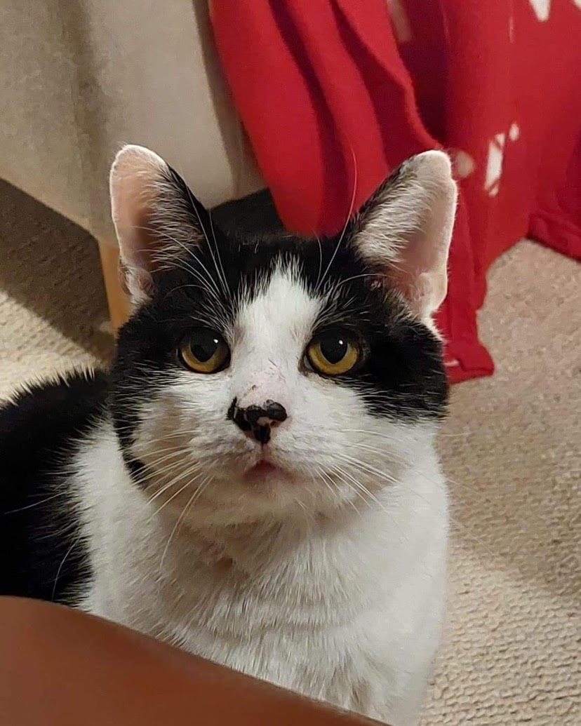 An Adoption Story – Boris the Cat – RSPCA South London – For Every Kind ...