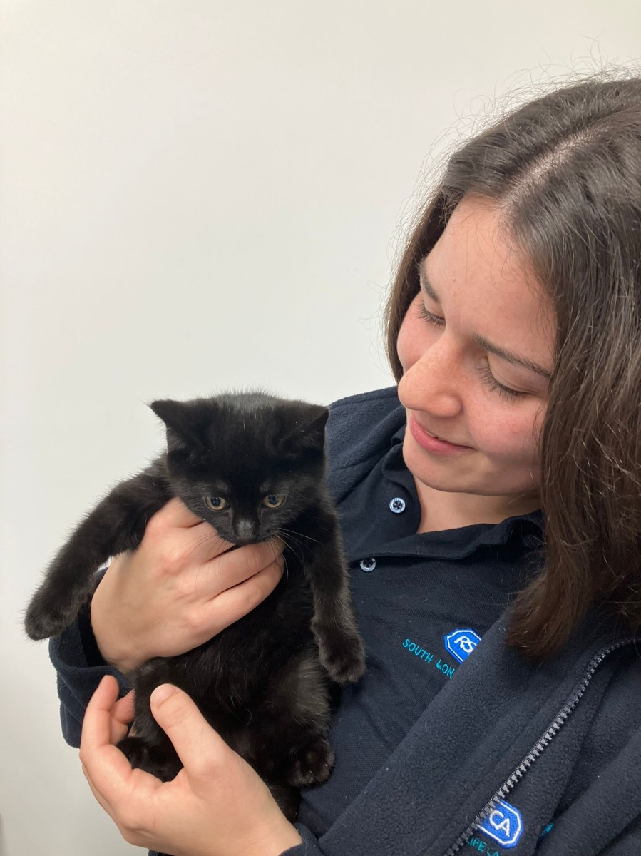 Interview with our Animal Welfare Officer – Part One – RSPCA South ...