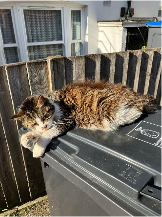 Story Of A Very Special Cat Called Moses – RSPCA South London – For ...