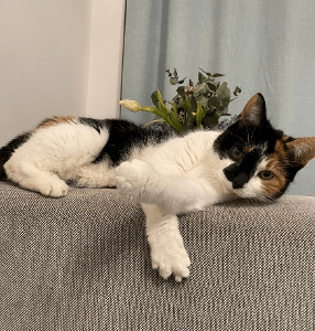 RSPCA South London – The South London branch of the RSPCA cares for the ...