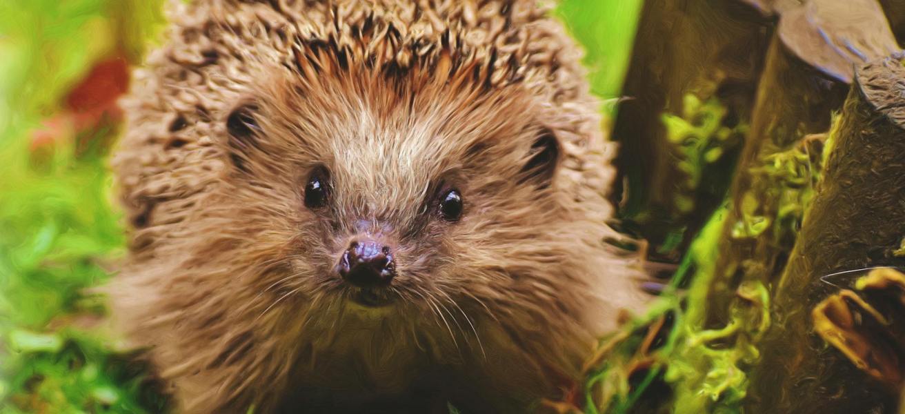 RSPCA South London – For Every Kind Of Creature – The South London ...