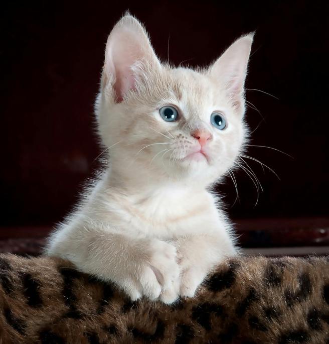 How To Enrich Your Cat – RSPCA South London – For Every Kind Of Creature